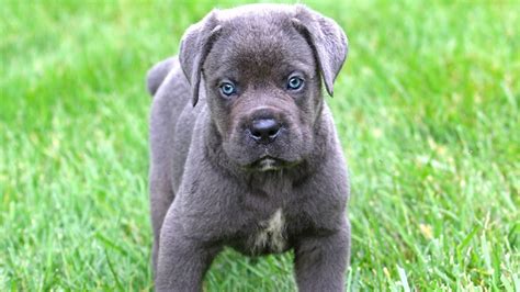 15 Races De Chiots Qui Deviennent De Véritables Molosses Avec Lâge