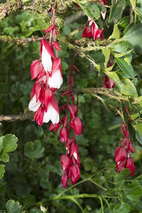 Tagimoucia Rare Flower Of Fiji