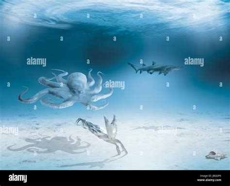 Underwater Life Octopus Is Hunting A Crab In The Shallow Water With