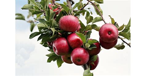 Растителна защита при овошките през юли Български Фермер