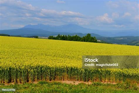 홋카이도 비에이타운의 광범위하고 기복이 심한 농장의 패치워크 0명에 대한 스톡 사진 및 기타 이미지 0명 경관 경작지