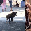 Niños Encuentran El Cuerpo De Una Mujer En Un Tambo En Guadalajara