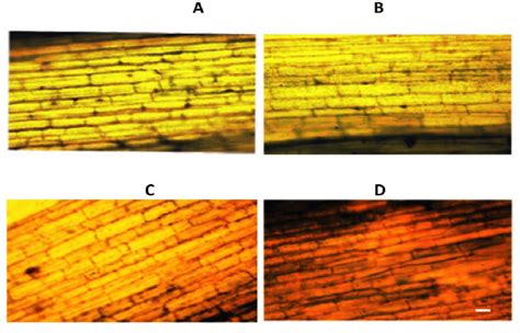 Trypan Blue Staining Of Coleoptile Of 10 Day Seedlings Differing In The Download Scientific