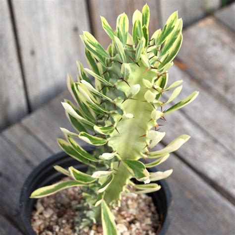 Euphorbia Erythraea Forma Variegata Ghost Euphorbia Ezy Care Succulents