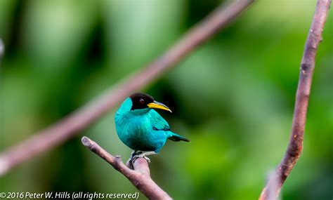 Honeycreeper Green Chlorophanes Spiza Male Costa Rica World Bird