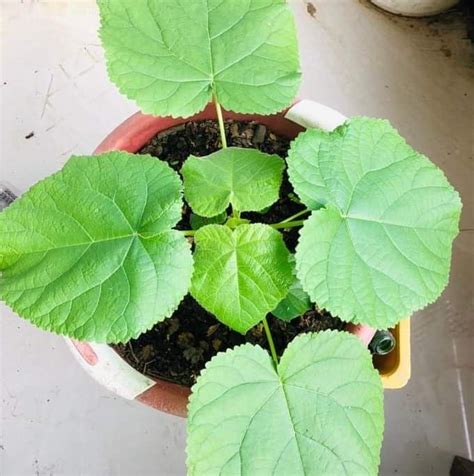 အုန်းခ စိုက္ပ်ိဳးေရး ႏွင့္ ေမြးျမဴေရး နည္းပညာမ်ား ဗဟုသုတ Facebook