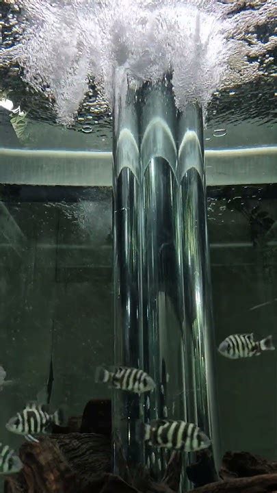 수족관예쁜물고기 구독과좋아요 Youtube