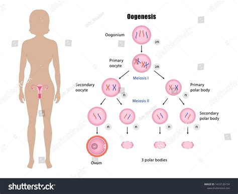 Oogenesis Diagram Anatomy