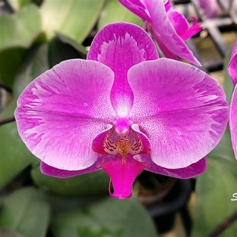 Phal Red Lightning 612 Orchibias