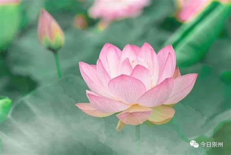 今夏崇州第一波荷花开了美不胜收地点就在 澎湃号政务 澎湃新闻 The Paper