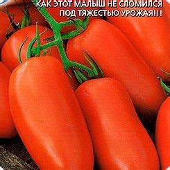 Томат Чудо лентяя, 0,1 г Сибирская серия