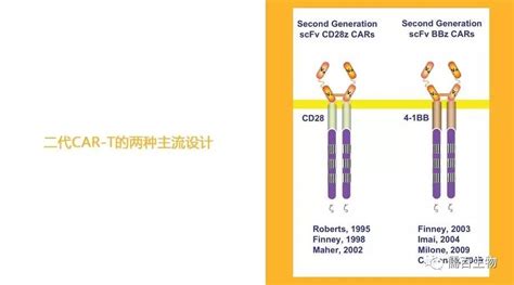 简单介绍car T的演进及挑战 儒百生物科技