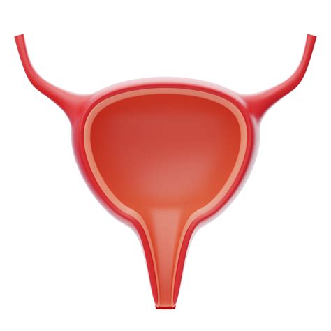 Bladder 3d Icon Urinary System Human Organ 3d Illustration 41280283 Png