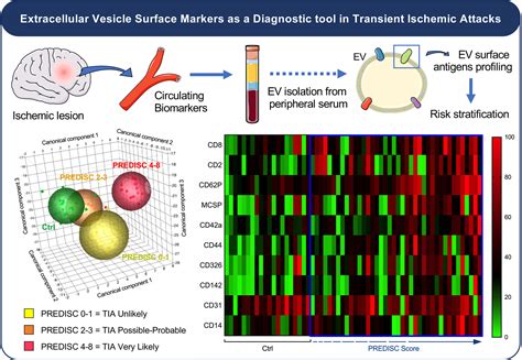 Extracellular Vesicle Surface Markers As A Diagnostic Tool In Transient