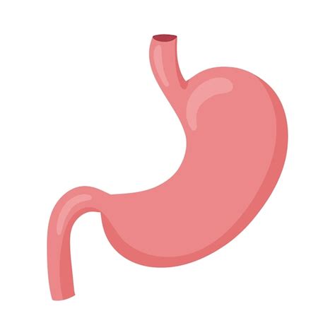 Ilustración De Vector De Anatomía De Estómago Humano Vector Premium