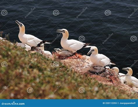 Northern Gannets Breeding On The Lummen Cliffs Of The North Sea Island