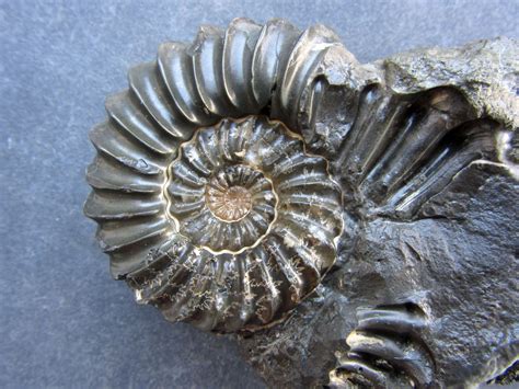 A Grass Widower For The Weekend Fossil Hunting Trips The Fossil Forum