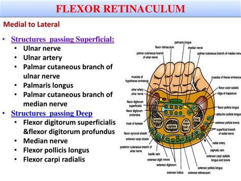 Ppt Wrist And Hand Powerpoint Presentation Free Download Id1778861