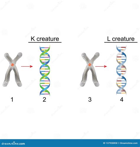 Biologie Frage Und Antwort Stock Abbildung Illustration Von Anatomie Ausbildung