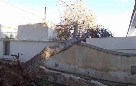 Un árbol Cae Sobre Dos Casas De La Encina Por El Fuerte Viento El