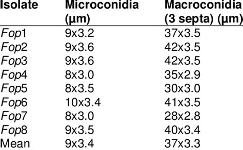 Microconidia And Macroconidia Size Ranges Different Of Fusarium