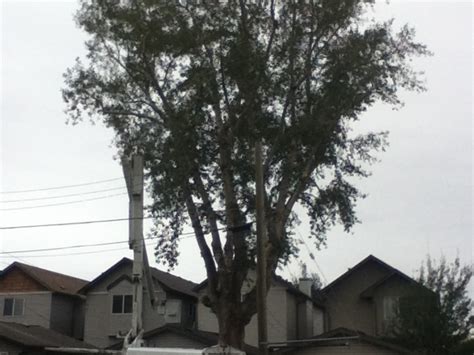 Aspen Tree Service Canpages Aspen Tree Service Canpages