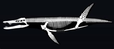 Liopleurodon Skeleton