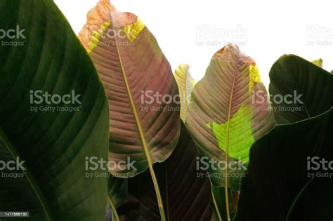 Abstract Tropical Leaves Pattern Nature Background Underneath Heliconia