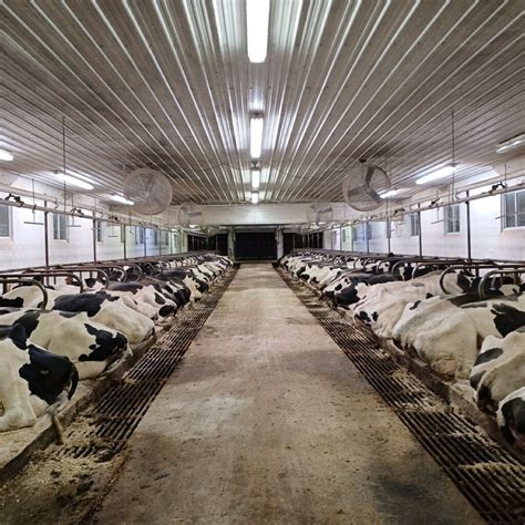 Dairy Cow Comfort Cow Behaviour To Judge Free Stall And Tie Stall Barns Animat