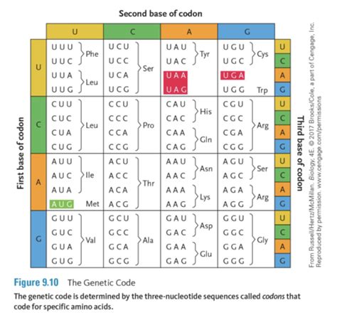 Bio Midterm Textbook Review Questions Flashcards Quizlet
