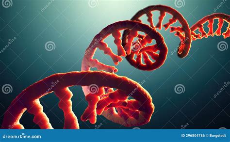 Single Stranded Molecule Of Rna Called Messenger Ribonucleic Acid Stock Illustration
