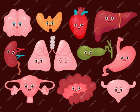 Premium Vector Collection Cute Human Cartoon Organs Isolated Vector Flat Funny Cartoon