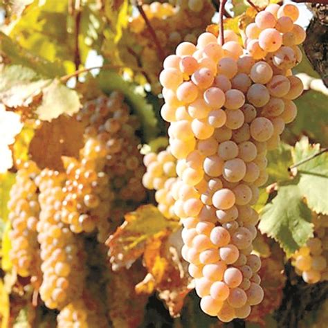 Не е далеч беритбата от кои сортове става най вкусен сок Български Фермер