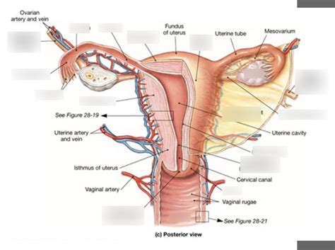 Internal Genitalia Diagram Quizlet Internal Genitalia Diagram Quizlet