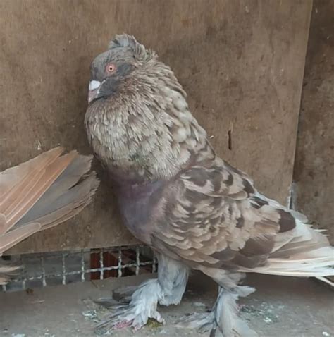 Salah Jordanصلاح جردن