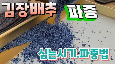 김장배추 파종 심는시기파종법 더울때 모종 튼튼하게 키우는법 Youtube