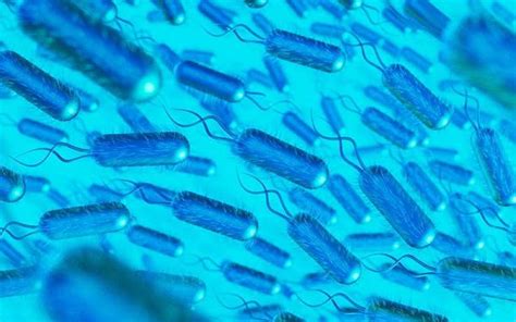 Guide To Water Testing For Faecal Bacteria Contamination