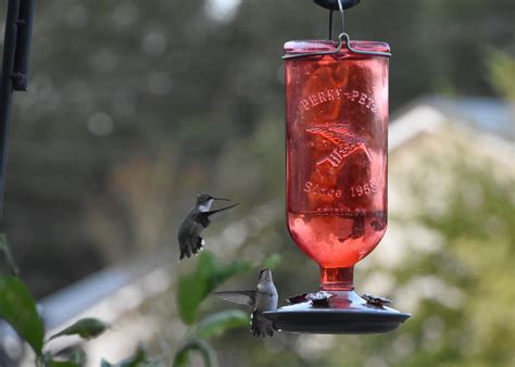 Keep Feeders Full For Fall Hummingbird Migration Mississippi State University Extension Service