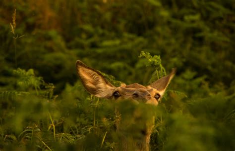 Things To See And Do In Assynt