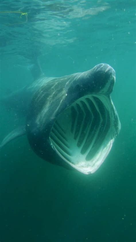 Basking Shark Habitat Range