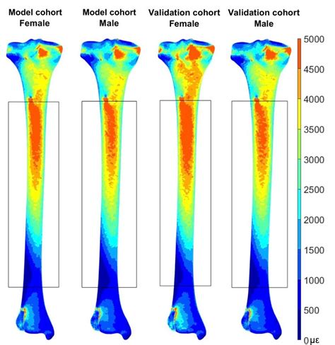 James Mccormack On Linkedin 📖 Sex Disparities In Tibia Fibula