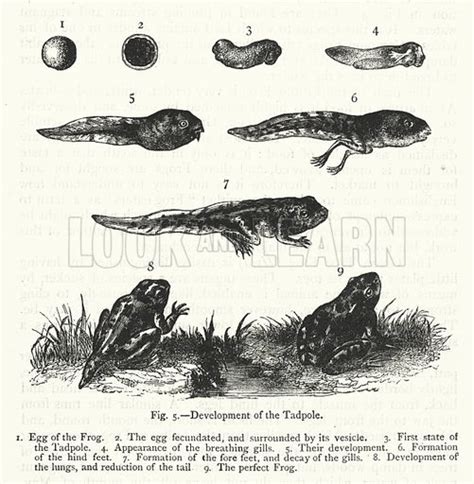 Development Of The Tadpole Stock Image Look And Learn