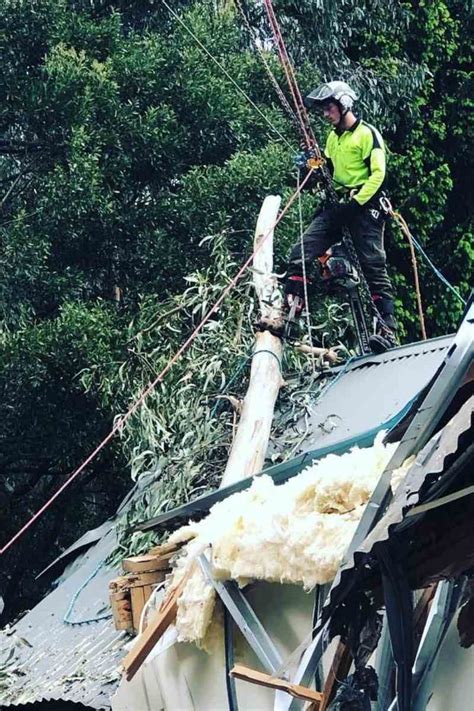 Emergency Tree Removal Service Eastern Suburbs Melbourne