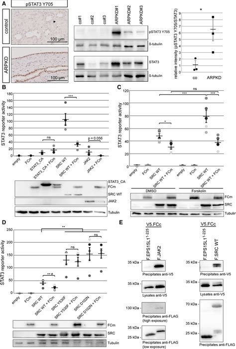 A C‐terminal Fragment Of Human Fibrocystin Can Inhibit Stat3‐activation