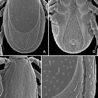 Ixodes Soarimalalae N Sp Idiosoma Anterior Two Thirds And