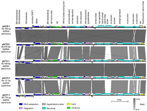 Infection And Genomic Properties Of Single And Double Stranded Dna