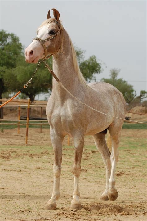 Marwari Horse Breed Profile Marwari Horse Breed Guide