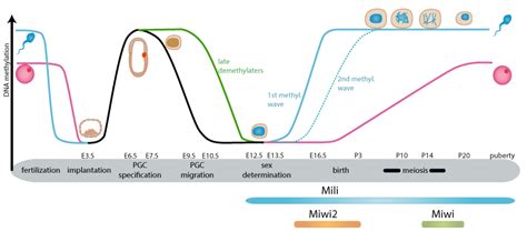 Epigenetics Hannon Laboratory Epigenetics Hannon Laboratory
