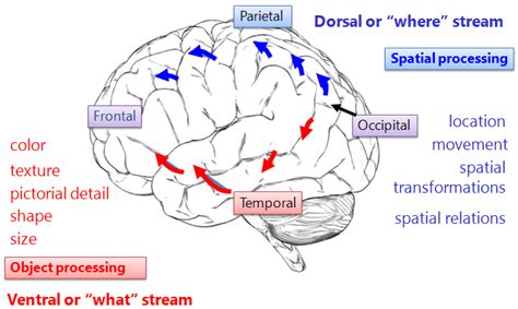 Neural Correlates Of Object Vs Spatial Visualization Abilities