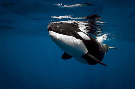 Orca Desktop Wallpaper Orca Sea Whale Hd Phone Wallpaper Peakpx